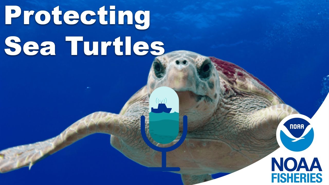 Exploring Solutions for Sea Turtle Bycatch