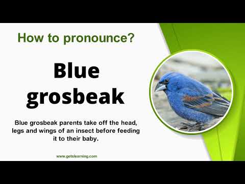 How to Pronounce (Blue grosbeak) in American English