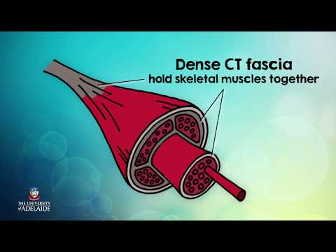 HumBio101x: Dense connective tissue