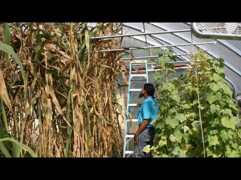 Picking Popcorn on a Ladder – Learning Earthways