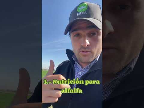 Antes de sembrar alfalfa #alfalfa #agricultura #campo