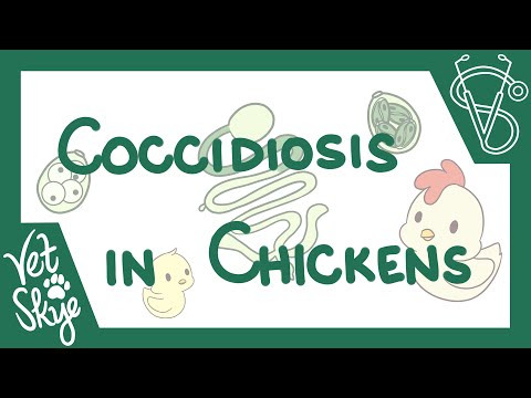 Coccidiosis in Chickens - causes, pathophysiology, life cycle, diagnosis, prevention