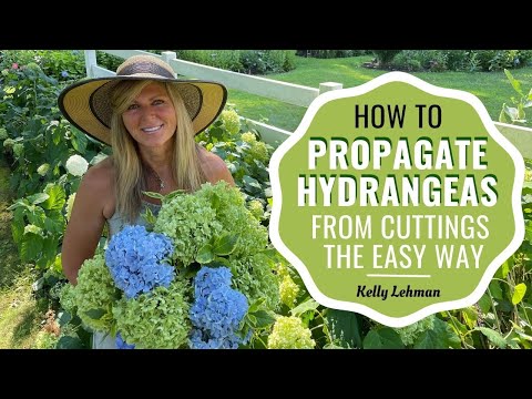 How To Propagate Hydrangeas From Cuttings the Easy Way