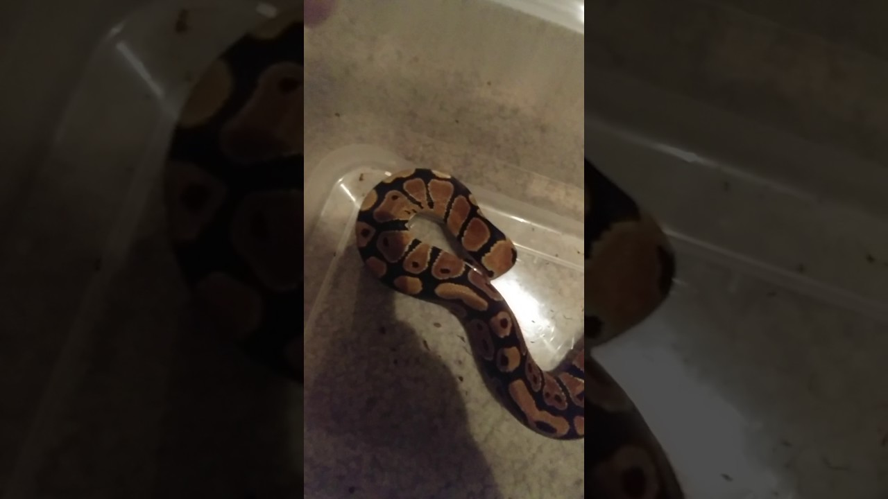 Backwater reptiles unboxing ball python