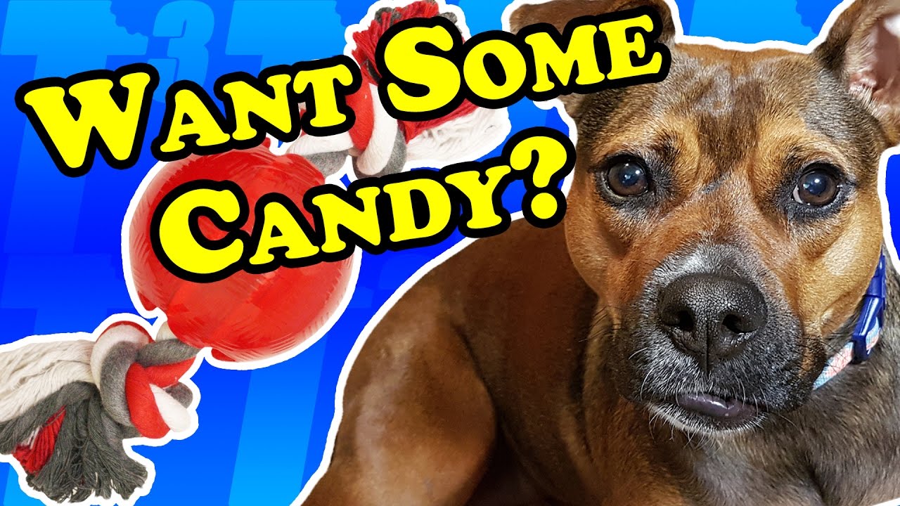 How SWEET is this rubber dog toy? - Dog Toy Reviews | Ethical Pet Play Strong Ball & Rope