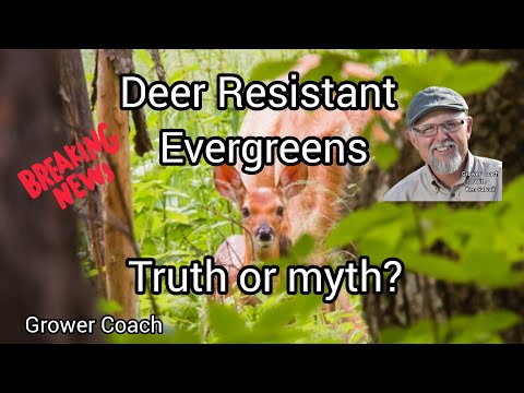 Deer Resistant Evergreens