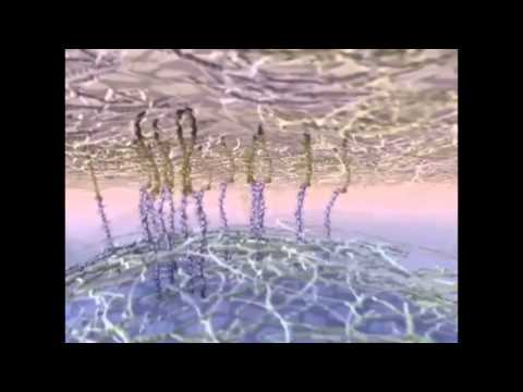 Cell Biology: Mitochondria | HarvardX on edX | Course About Video