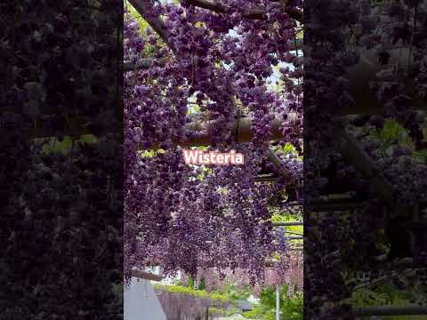 Captivating Japanese Wisteria #flowers #jisooflower #blackpink
