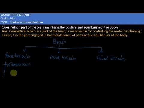 Q3. Which part of the brain maintains the posture and equilibrium of the body?