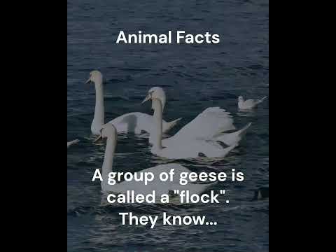 A group of geese is called a flock #facts #fact #animal #animalfacts #goose #animalfact