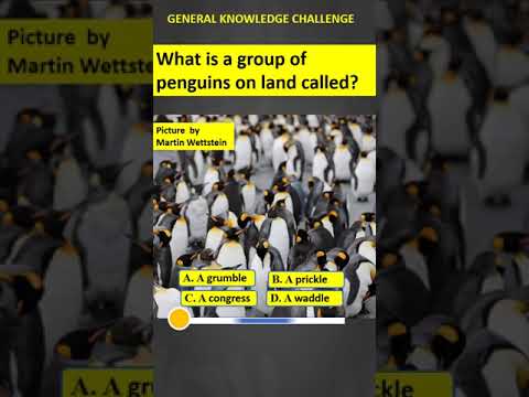 A GROUP OF PENGUINS ON LAND IS CALLED ...