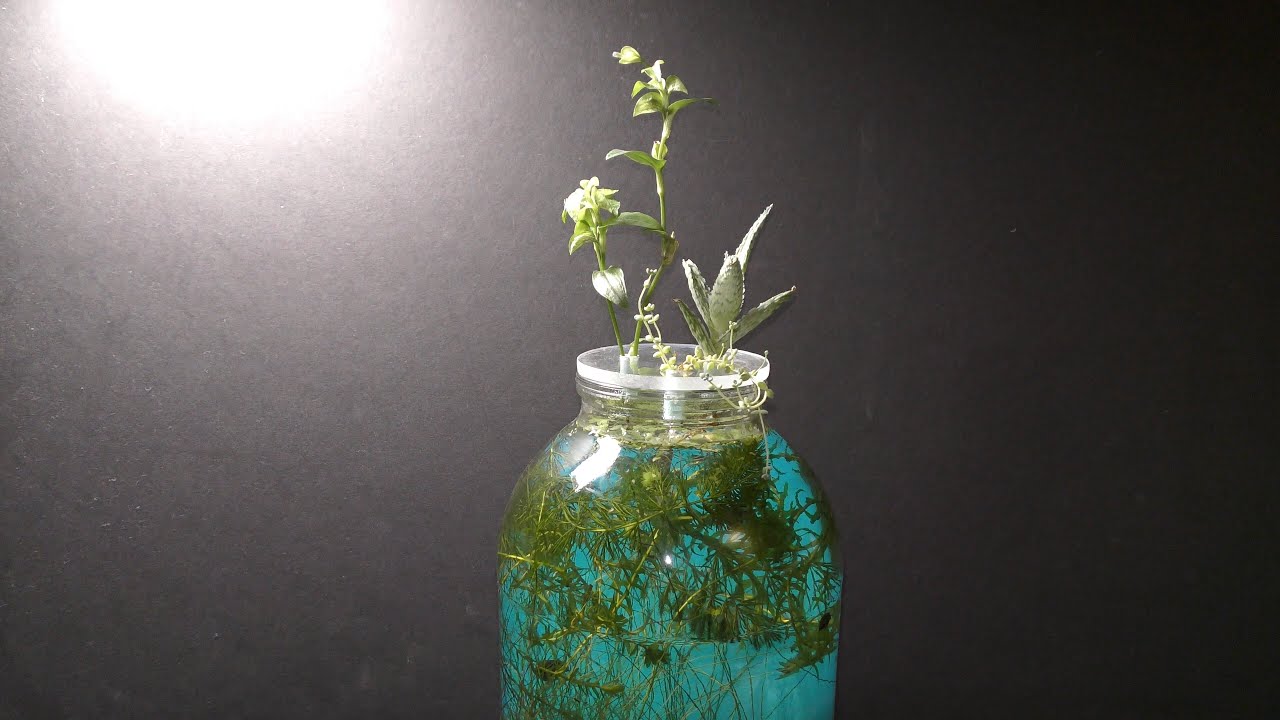 Stonecrop Sedum Aquarium Gardening