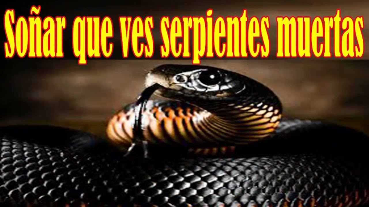 ¿Qué Significa Soñar con Serpientes Muertas? ⚠️ Descubre su Mensaje Oculto