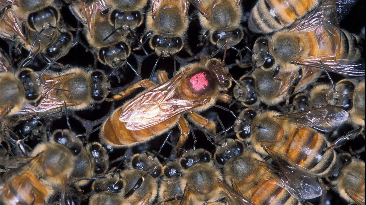 All about Queen bees