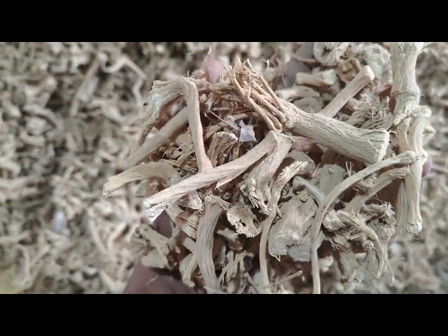 Herbal Roots - Asparagus Racemosus Roots Manufacturer from Neemuch