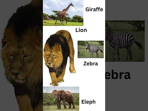 What is the simple definition of zoology?||#youtubeshorts#youtubevideos#@Kainat66.