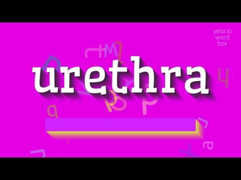 How to say "urethra"! (High Quality Voices)