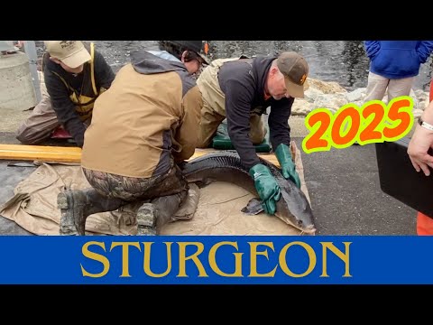Sturgeon at Spawning and Tagging -Wisconsin