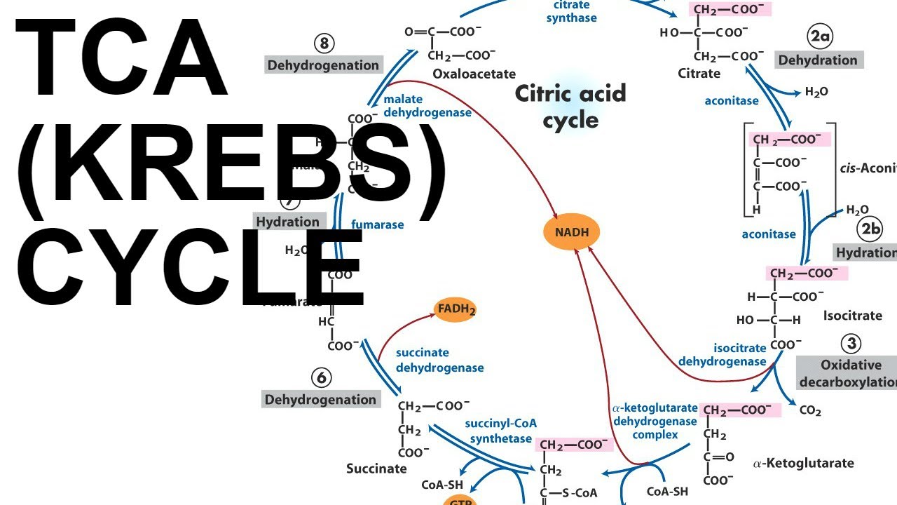Understanding the TCA Cycle: The Heart of Cellular Respiration | Galaxy.ai