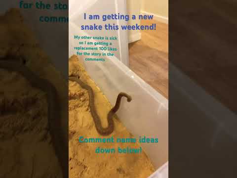 Comment name ideas for my new snake right here!!!!!! #viral #shorts