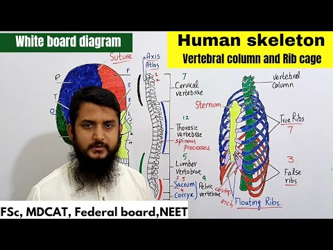vertebral column and Rib cage | class 12