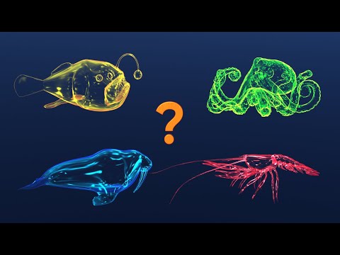 π Sea Animals
