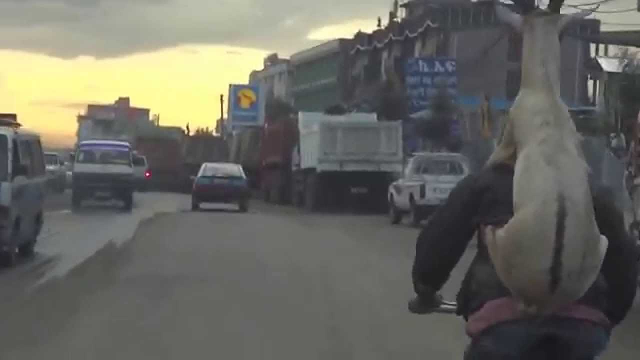 Video: Cyclist gives GOAT a piggyback ride - and film clip goes viral ...