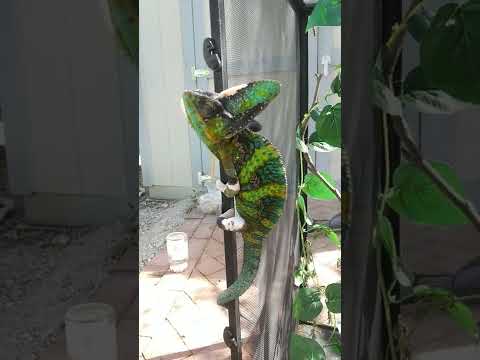 Captive Bred Piebald/Translucent Veiled Chameleon His Name is Rambo & his female is "Jungle Hunter"