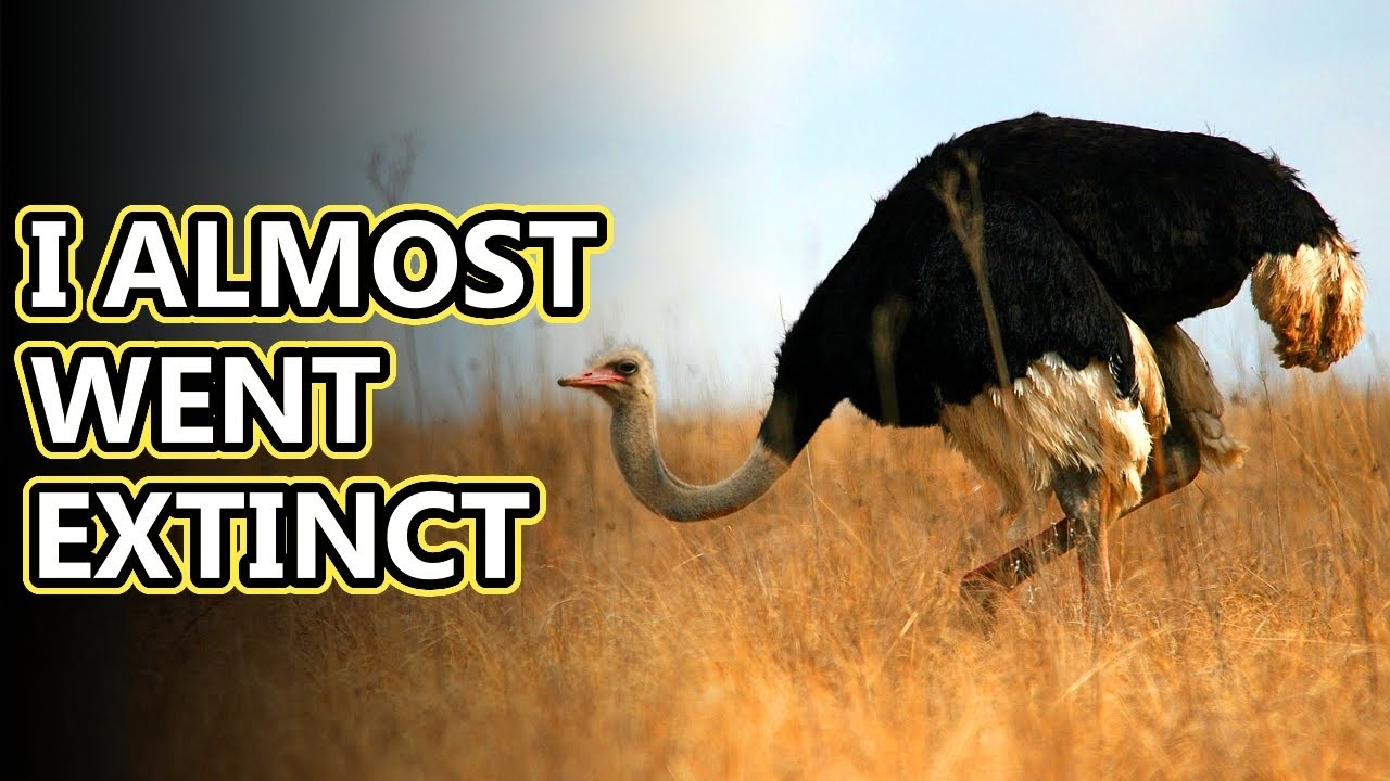 Ostrich facts: the largest living bird | Animal Fact Files