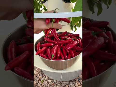 best vegetables for zones 7–8 | perfect picks for mild climates