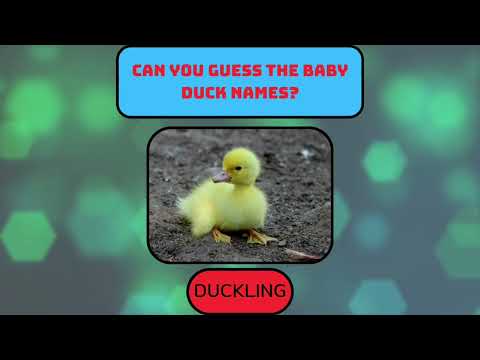 guess the baby animal names | fun q world