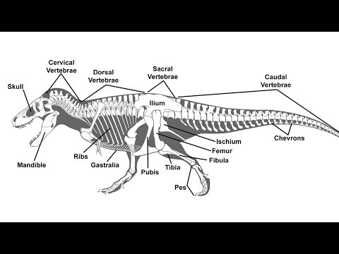 A Guide to Paleontological Terms
