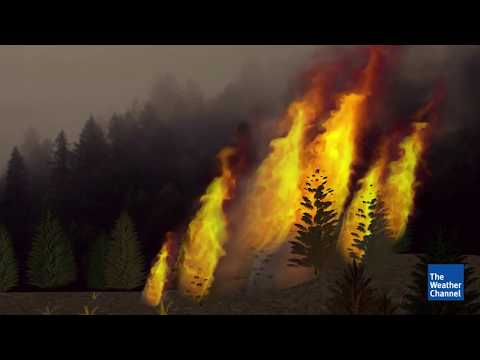 Zerstörerische Naturgewalt: So entsteht ein Waldbrand
