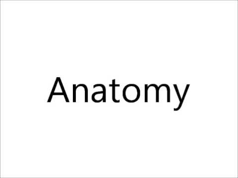 How to Pronounce Anatomy