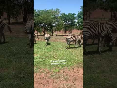 Hangin’ with the animals at Game Haven Lodge 😍 #animals #gamehaven #Wildlife #malawi #blantyre