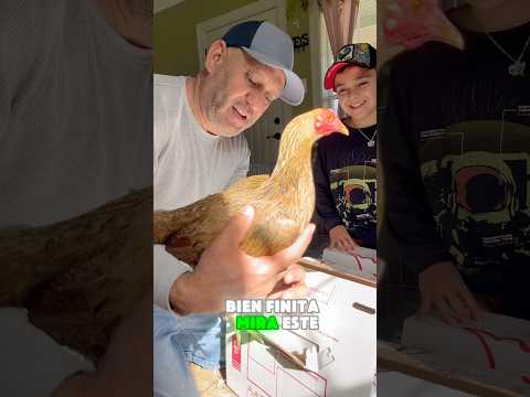 La mejor compra de gallos 2025😱 🐓 #galleros #gallinas #sorpresa #rooster #shorts #finos #compras