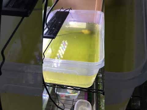 Raising brine shrimp to mature size