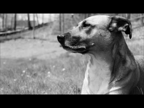 Dogs | MGTOW MONKS