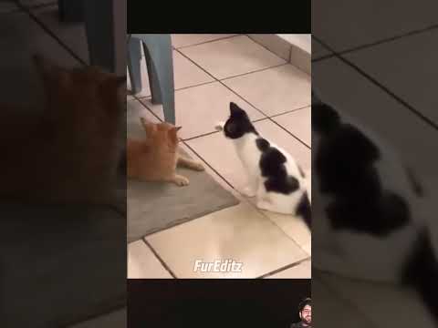 cats are aliens and thats why thay have snake eyes#funny#cat#memes #animals#cute #comedy#dog#love#us
