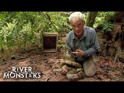 The Amazon's Insane Fish Species