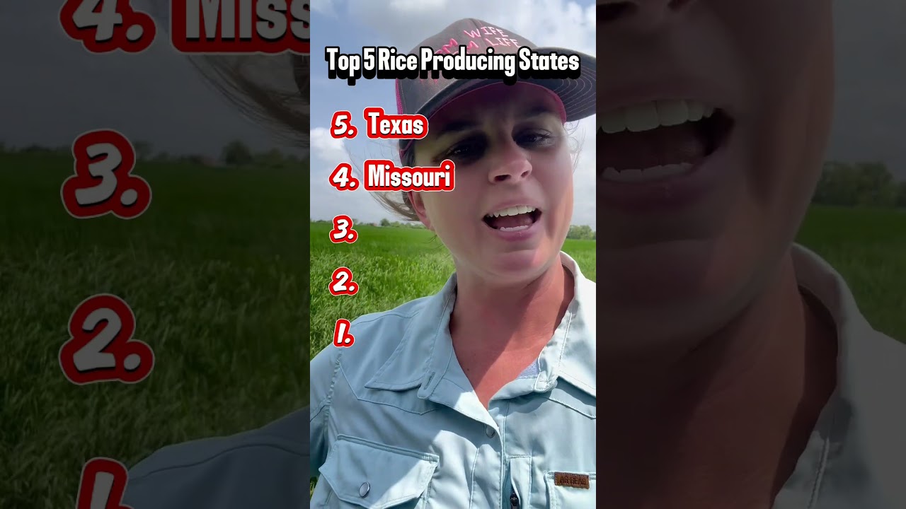 Rice Grows in the United States! #farmlife #ricefarming #rice #farming #farmlifebestlife