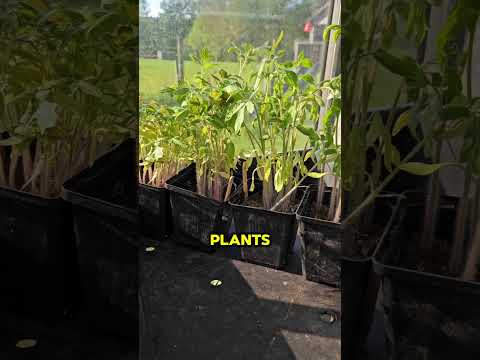 How the number of plants per pot influences the size of the plants