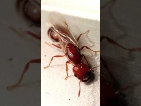 Watch How My Fire Ant Colony Grows