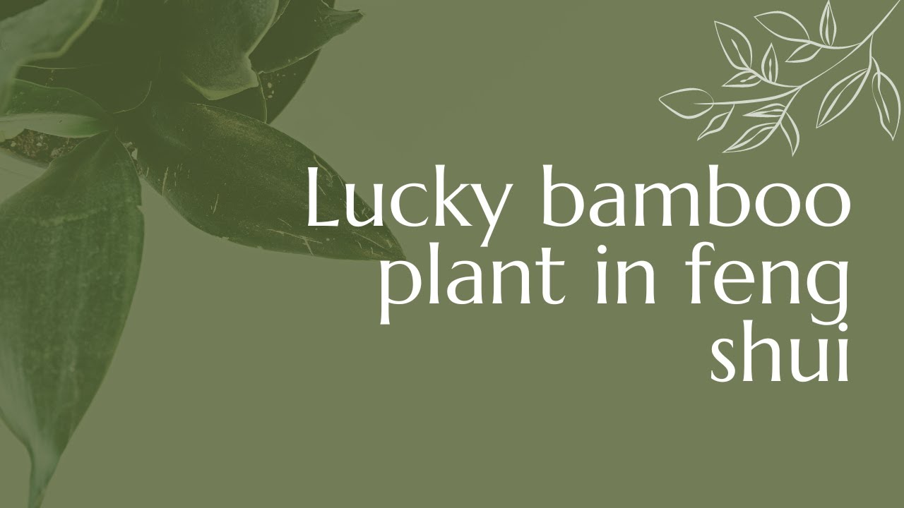 Lucky bamboo plant in feng shui: Find Prosperity and Harmony Your Guide