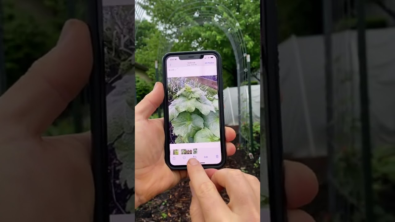 iPhones have built in plant ID?!