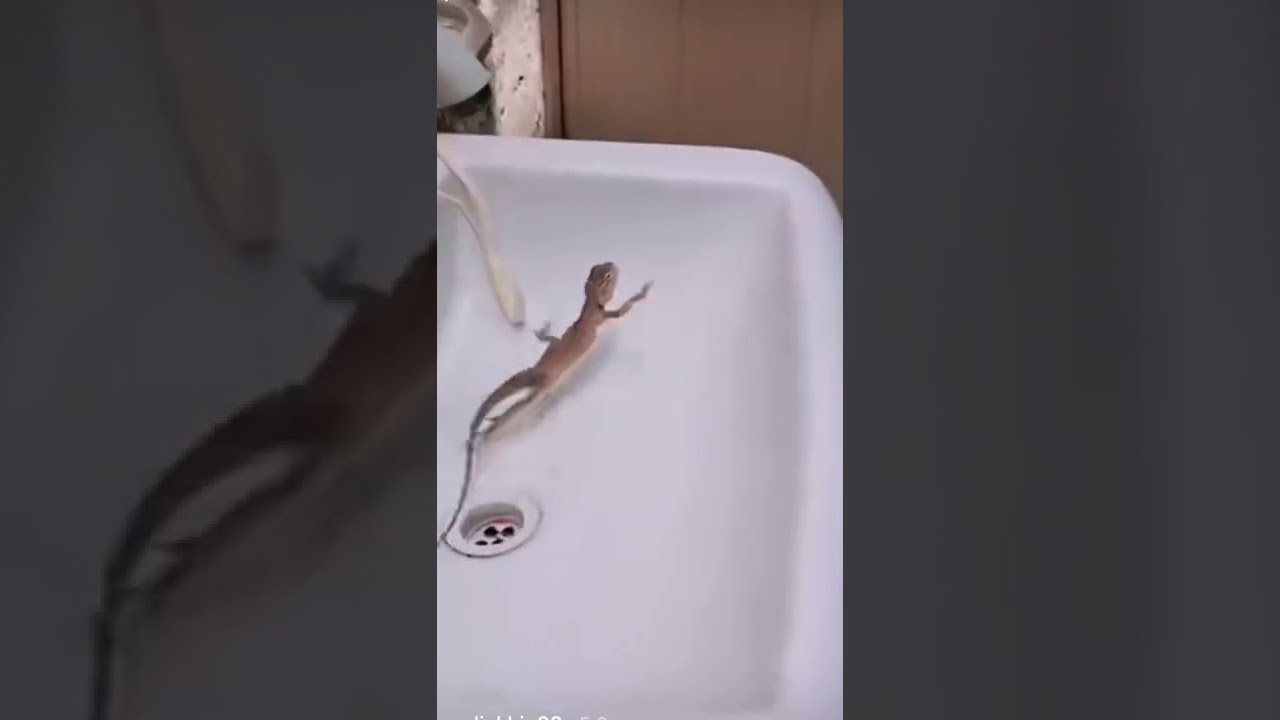 One Two Three Start Funniest Video Lizard Funny Video Lizard 1 2 3 Start