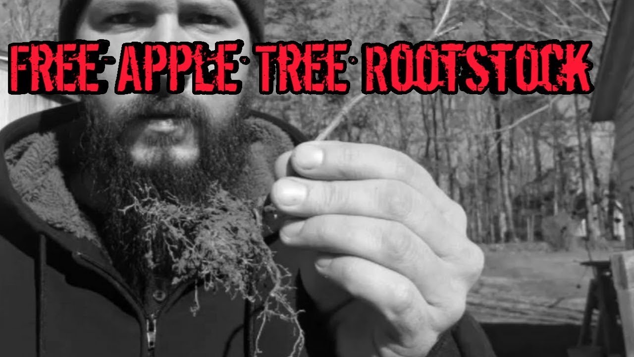 Propagation: Stool Layering Apple Rootstock