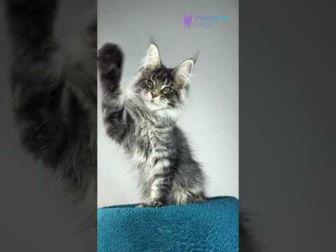 Adopt Bradley: The Brown Mackerel Tabby Maine Coon Kitten ๐พ Big Ears & Charismatic! #MaineCoon