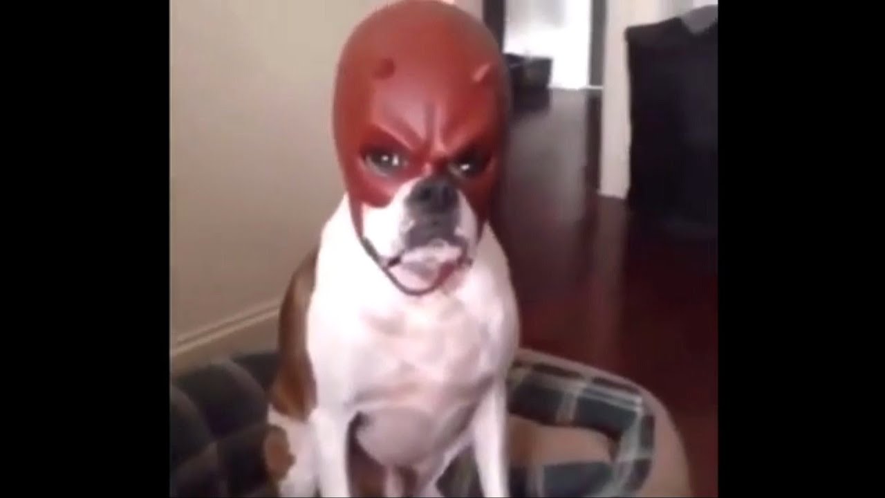 daredevil dog in 4k