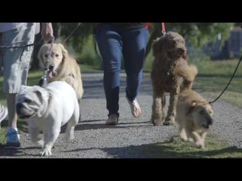 Dog Collars: What's Wrong with the Prong? Video